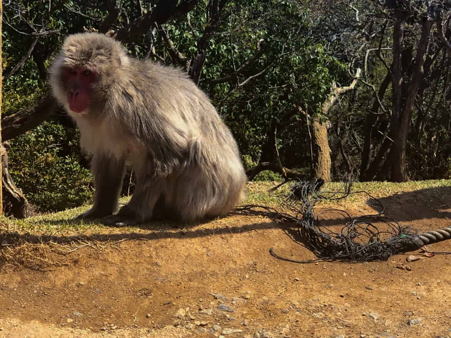 Everything you need to know before visiting Kyoto's Monkey Park ...